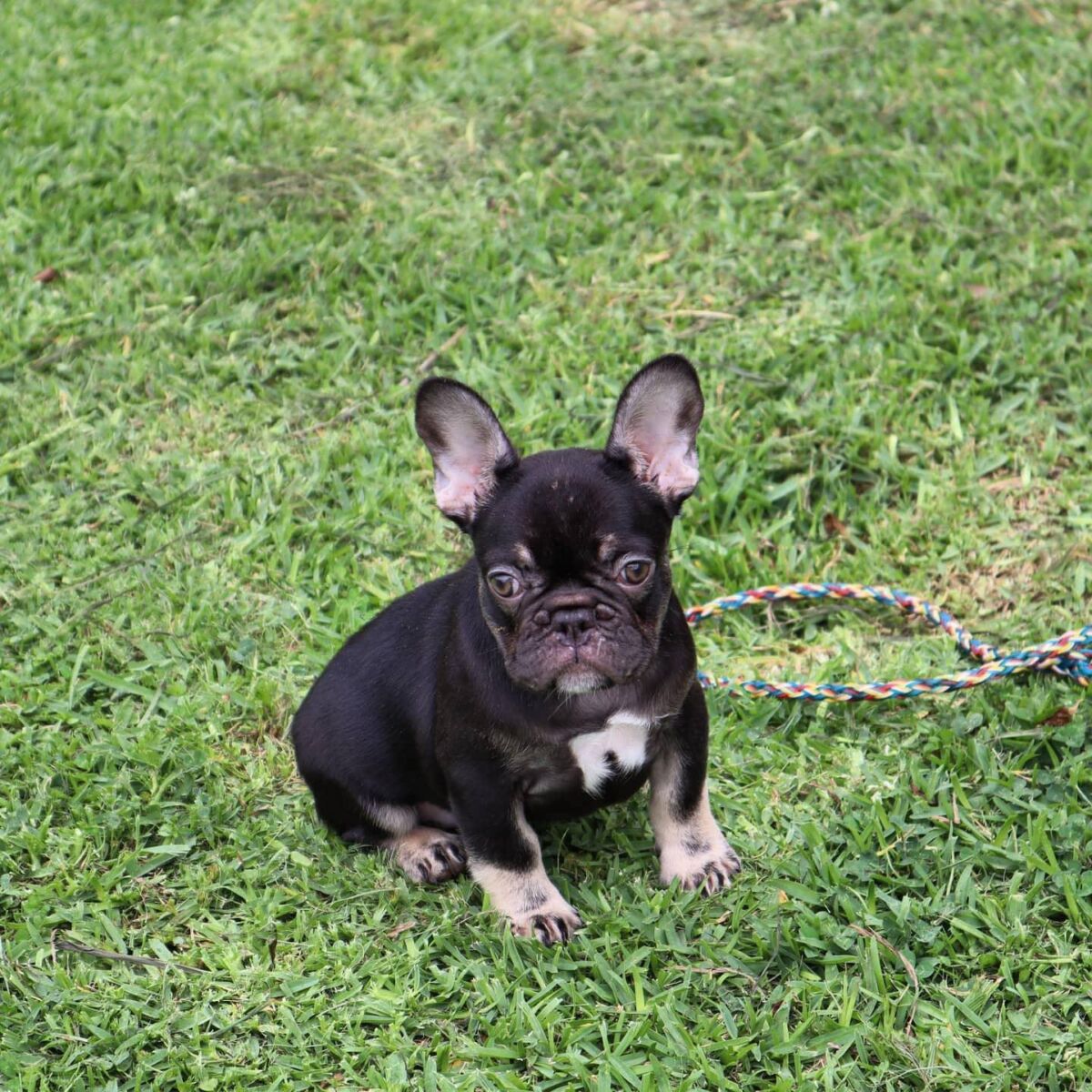 Home - Ace Canine Auction